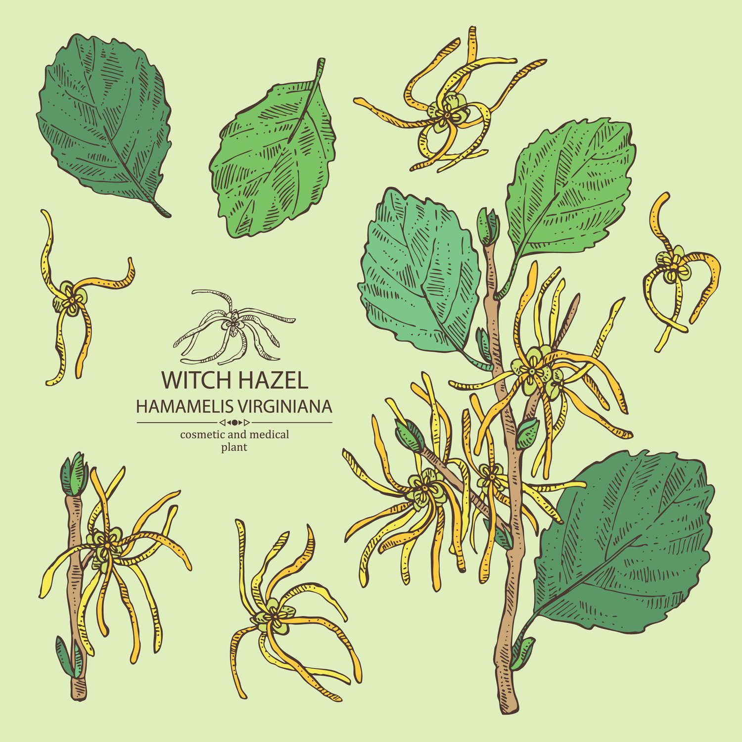 What is Witch Hazel? This Acne Control Super Ingredient is Creeping Up ...