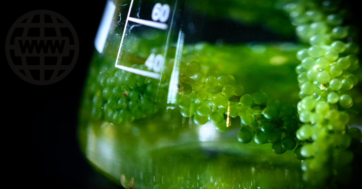 The Future of Biotech in Beauty: Redefining 'Natural'